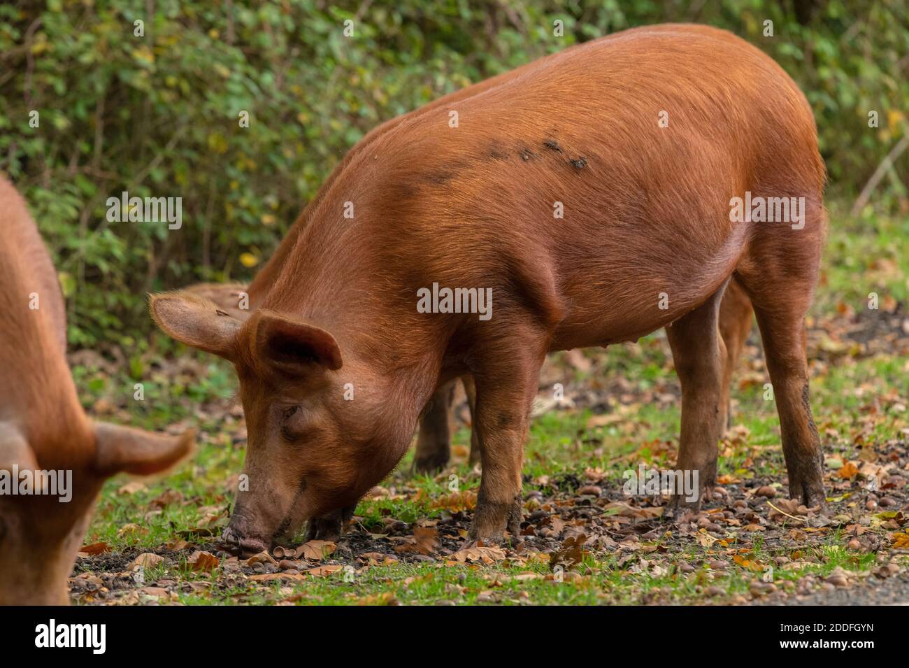 Tamorth pigs out to pannage, eating acorns, in the New Forest in autumn ...