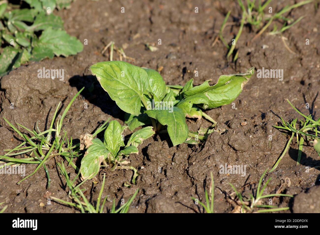 Annual Plant Identification Veg
