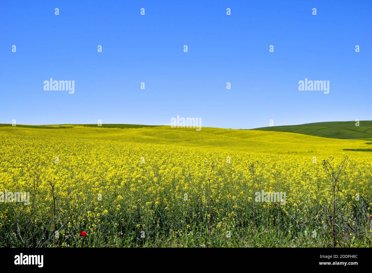 A landscape of canola flowers in a yellow field under a clear blue sky ...