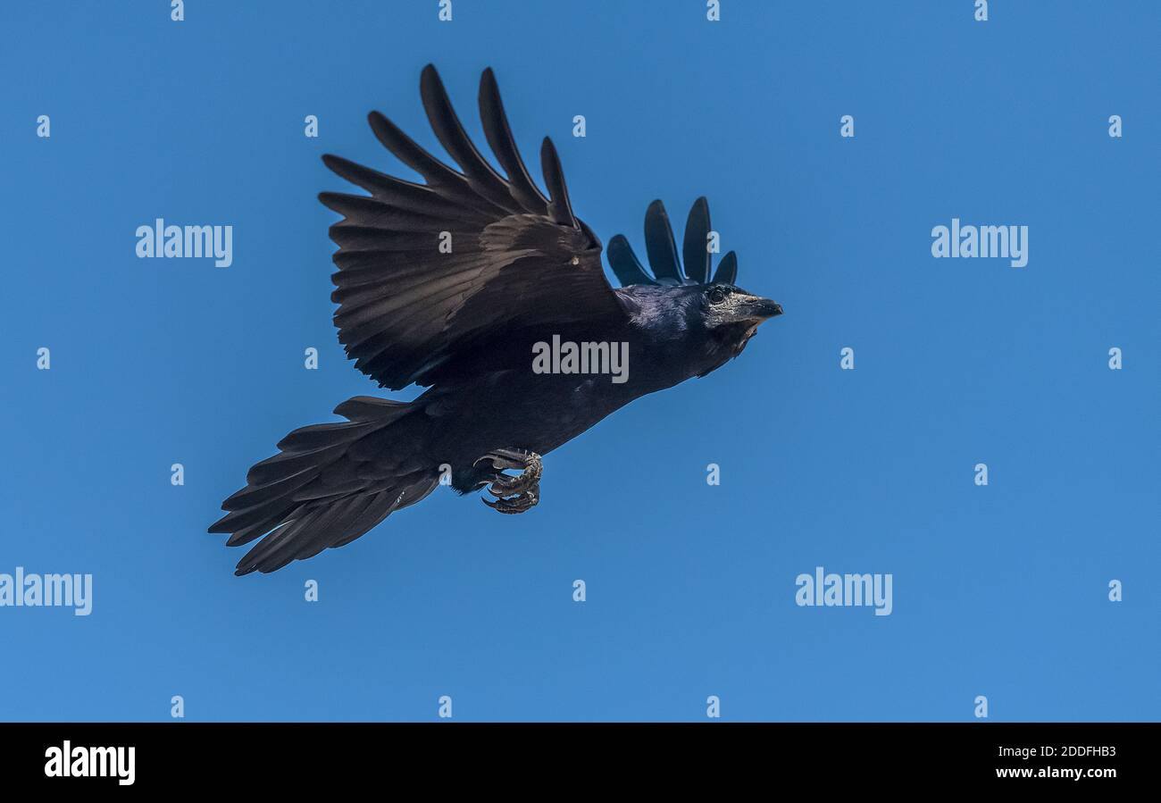 Rook autumn hi-res stock photography and images - Alamy