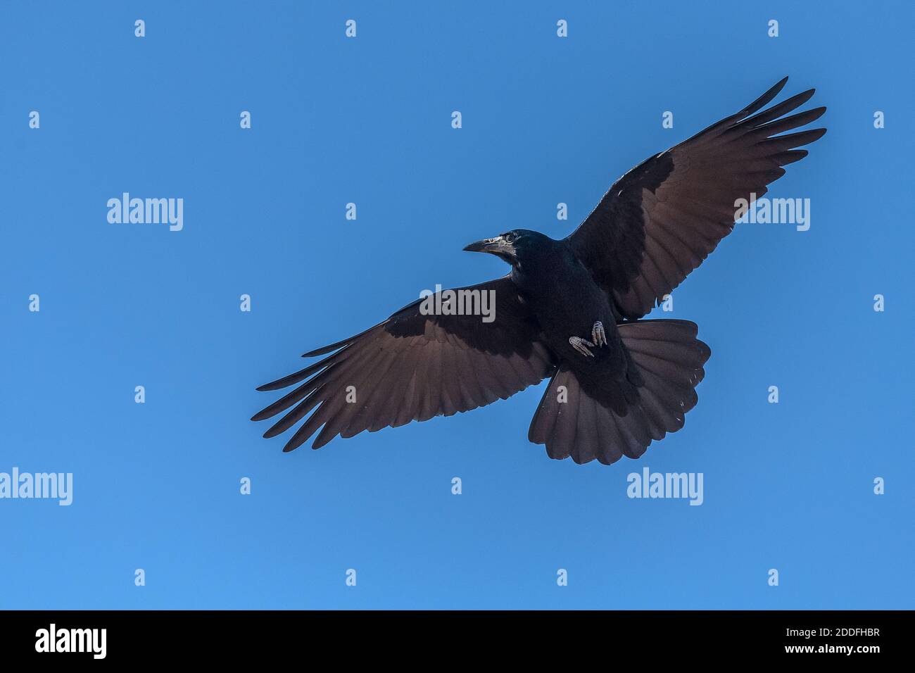 Rook autumn hi-res stock photography and images - Alamy