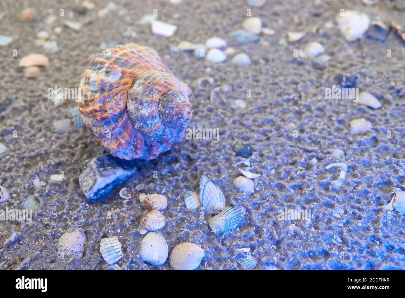 Falling shells hi-res stock photography and images - Alamy