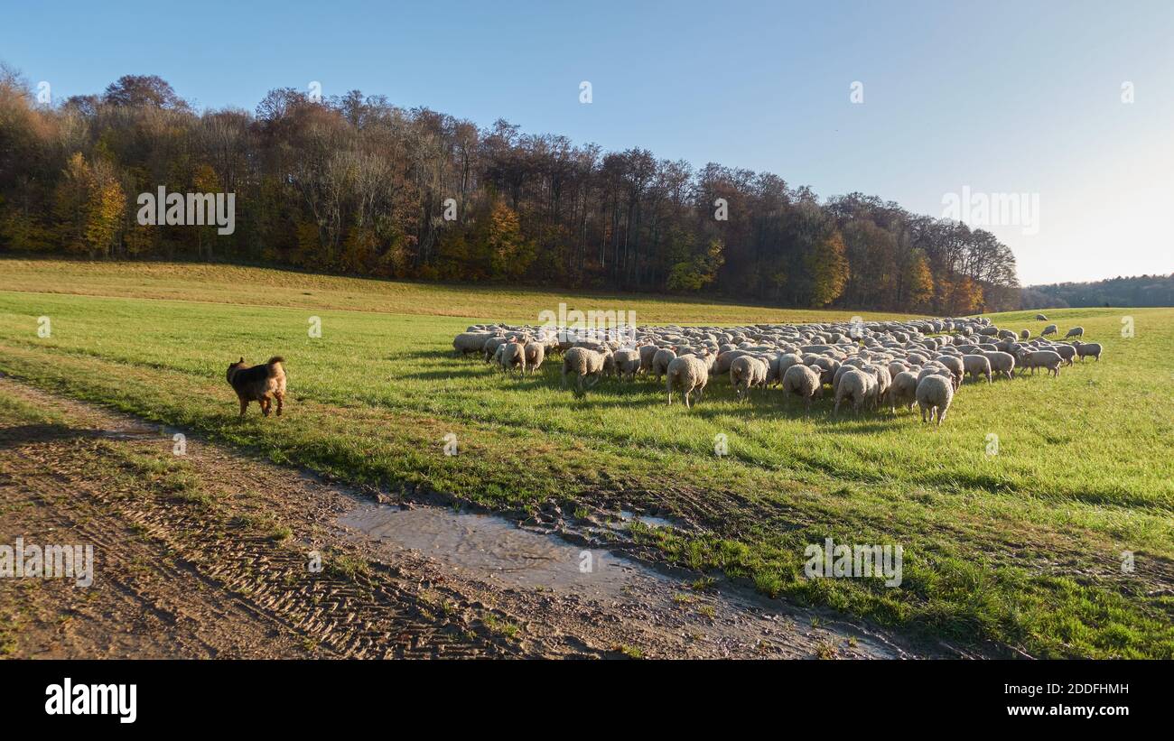 A herd of sheep in a green meadow with a shepherd dog watching them ...