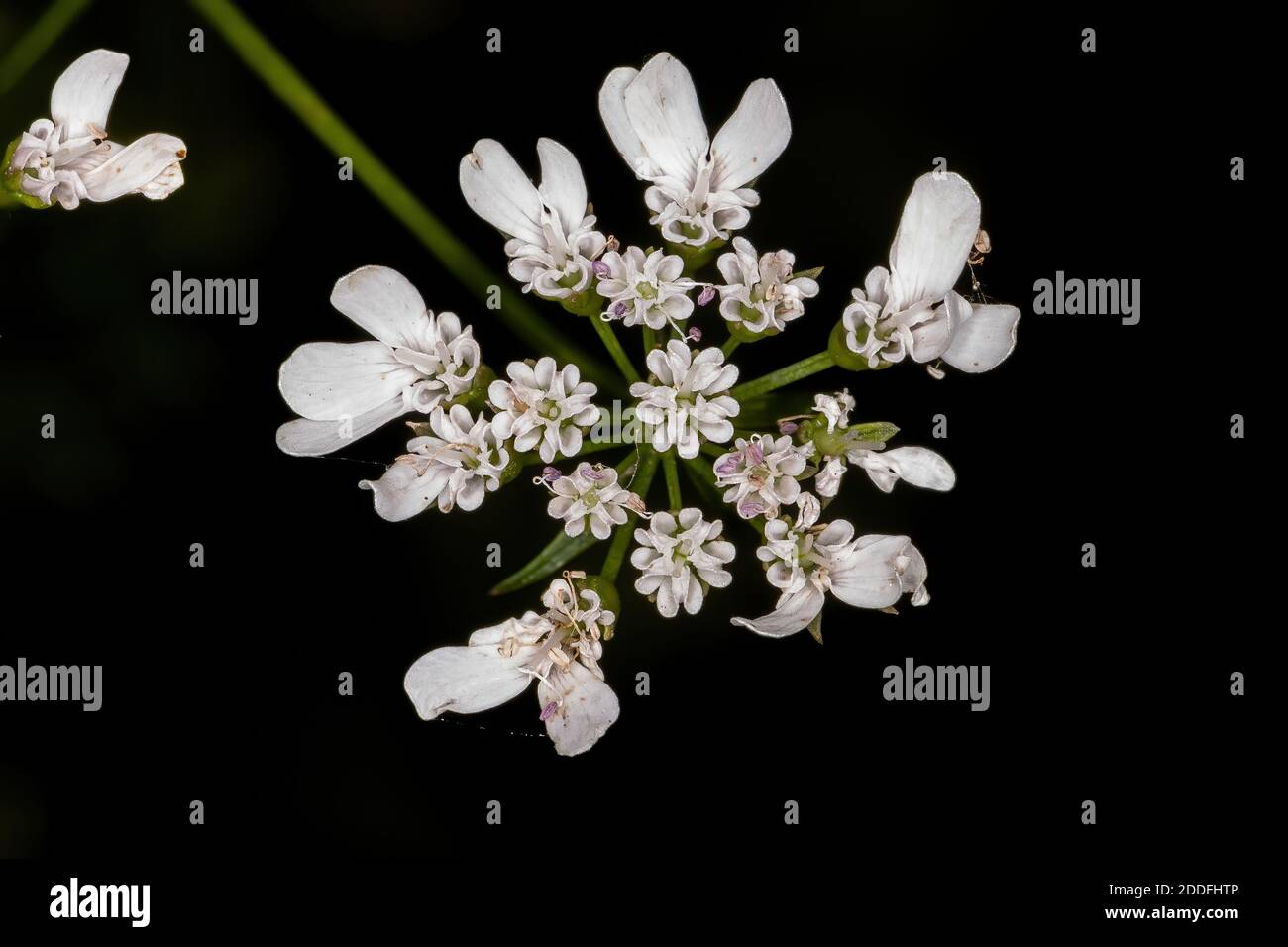 Coriander flower of the species Coriandrum sativum Stock Photo - Alamy