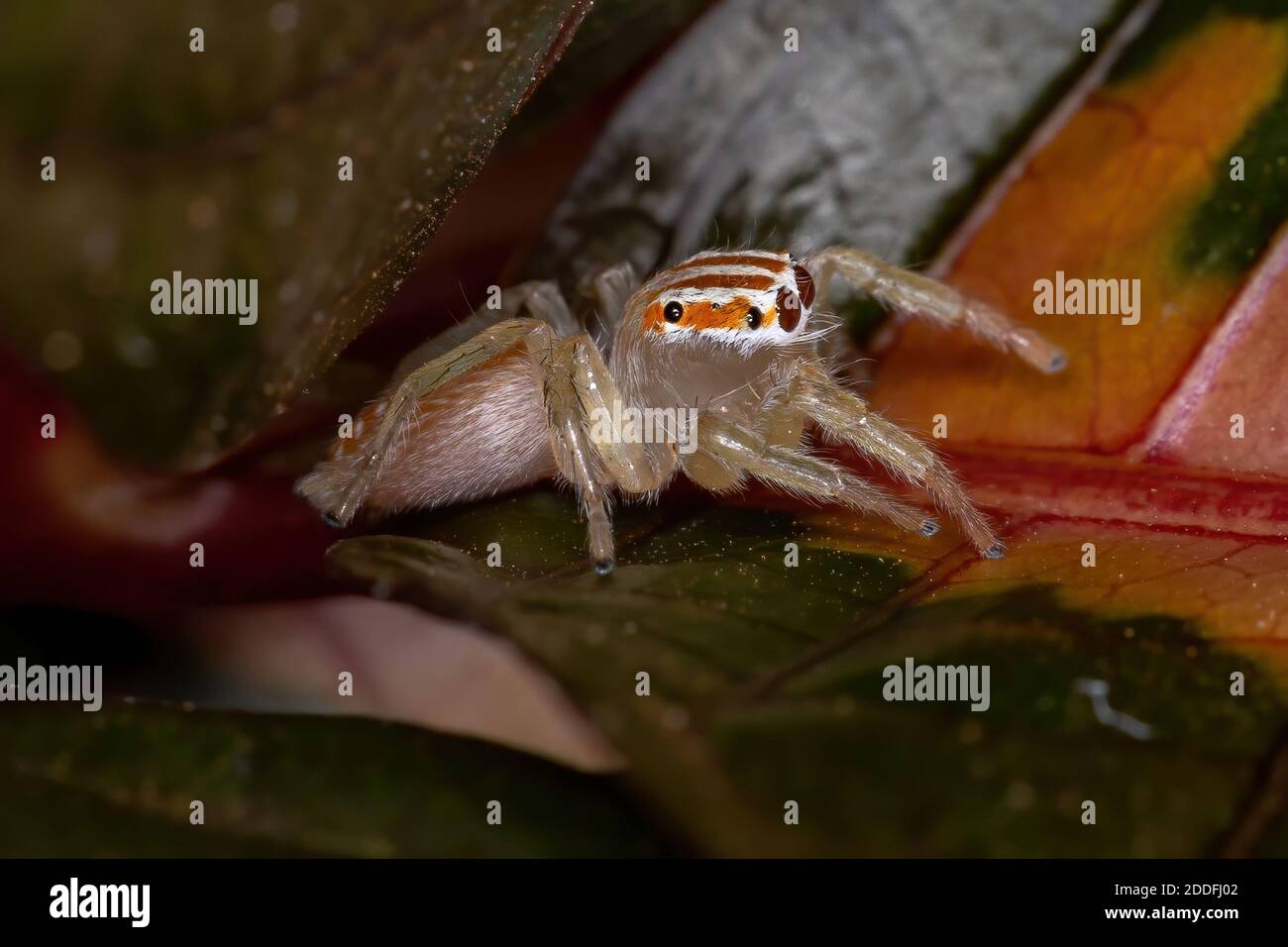 Jumping Spider of the Genus Chira Stock Photo - Alamy