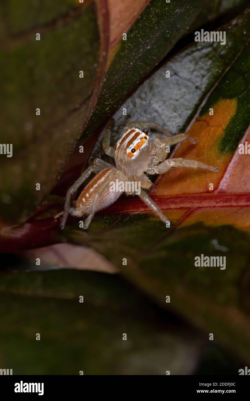 Jumping Spider of the Genus Chira Stock Photo - Alamy