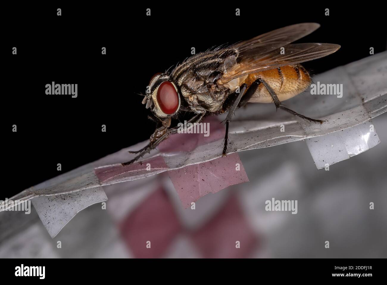 Musca domestica mouth hi-res stock photography and images - Alamy