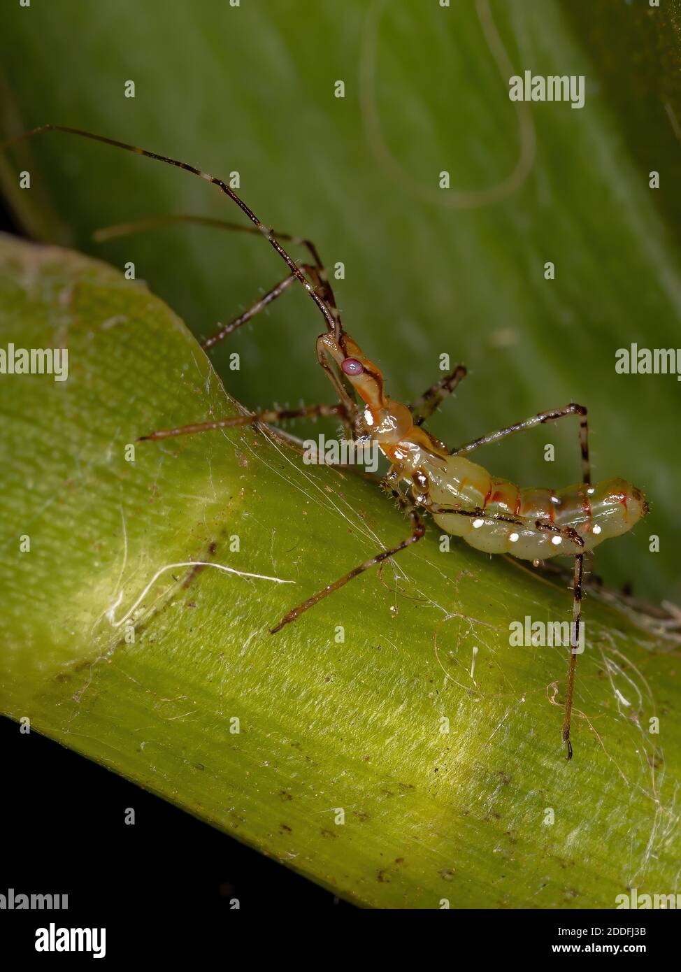 Assassin Bug of the Subfamily Harpactorinae Stock Photo - Alamy