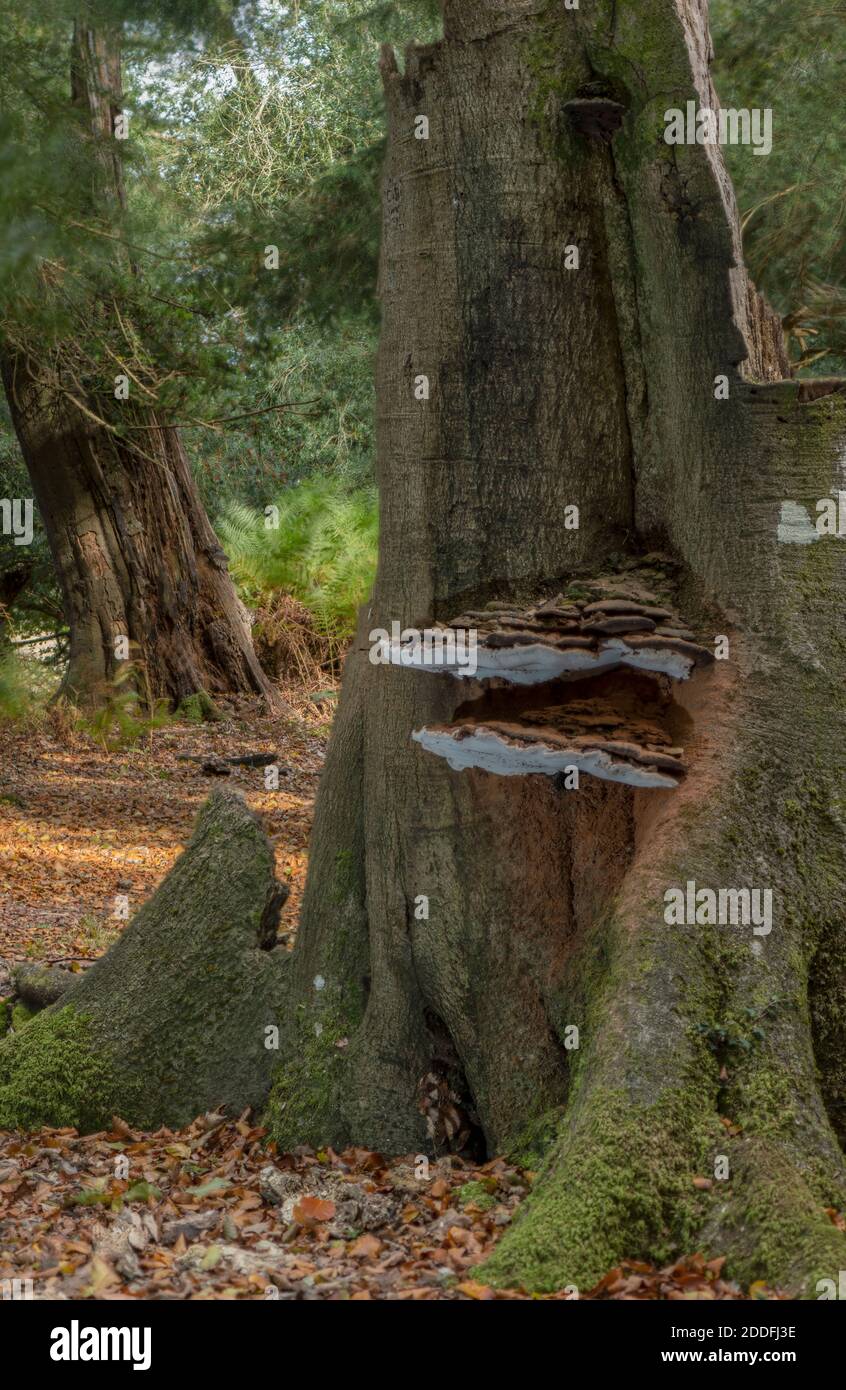 Southern Bracket, Ganoderma australe, growing on old beech tree, New ...