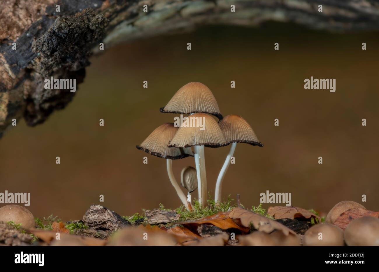 Clump of Glistening inky cap, Coprinellus micaceus, on fallen beech ...