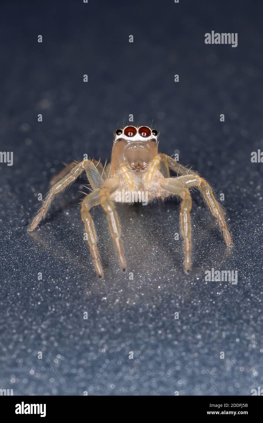 Jumping Spider of the Genus Chira Stock Photo - Alamy