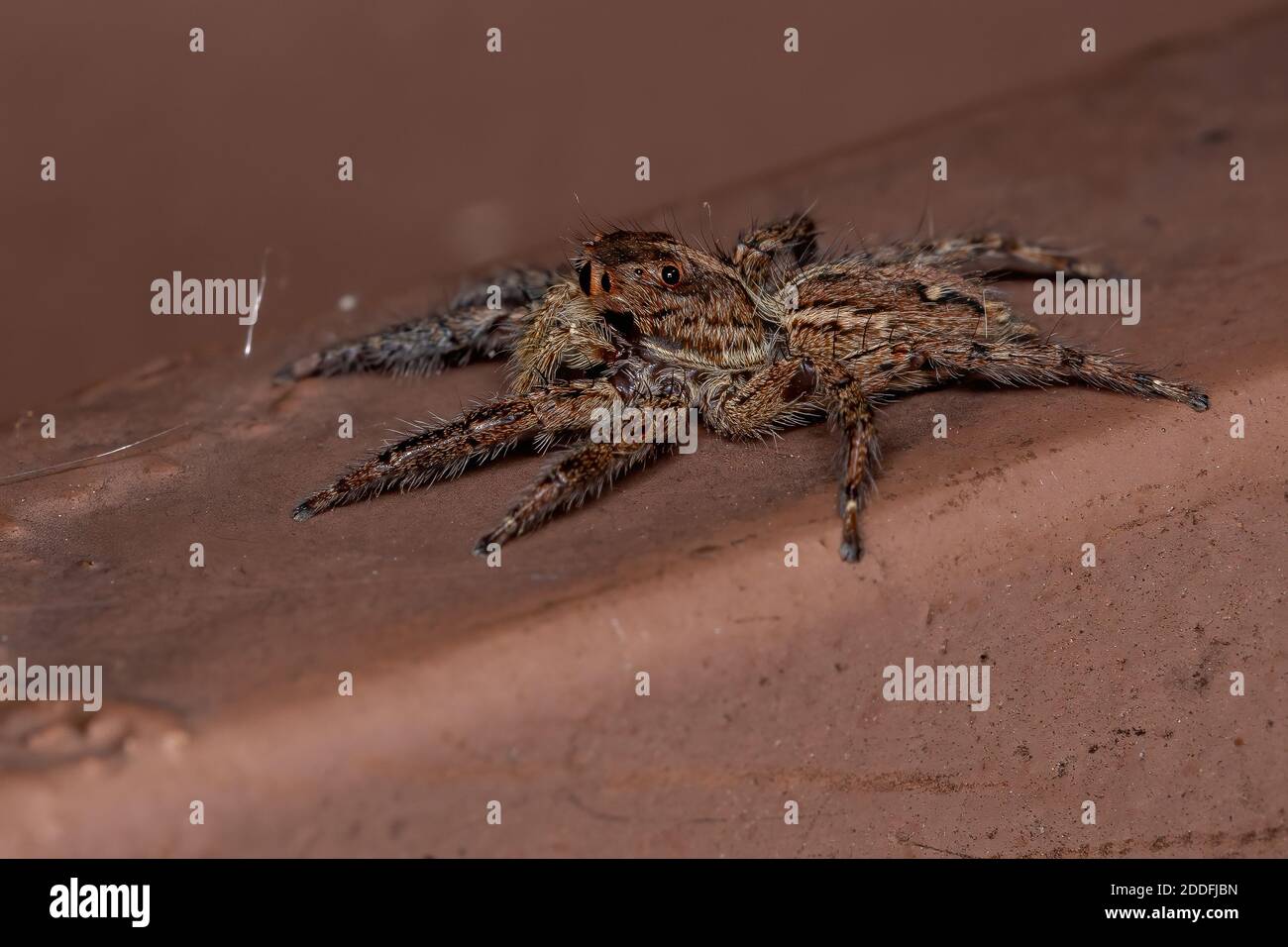 Jumping Spider of the species Plexippus paykulli Stock Photo - Alamy