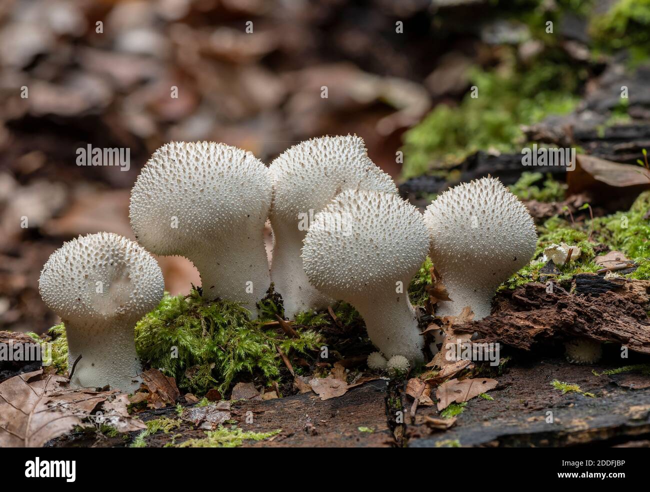Cluster of Common puffballs, Lycoperdon perlatum, on fallen log, New ...