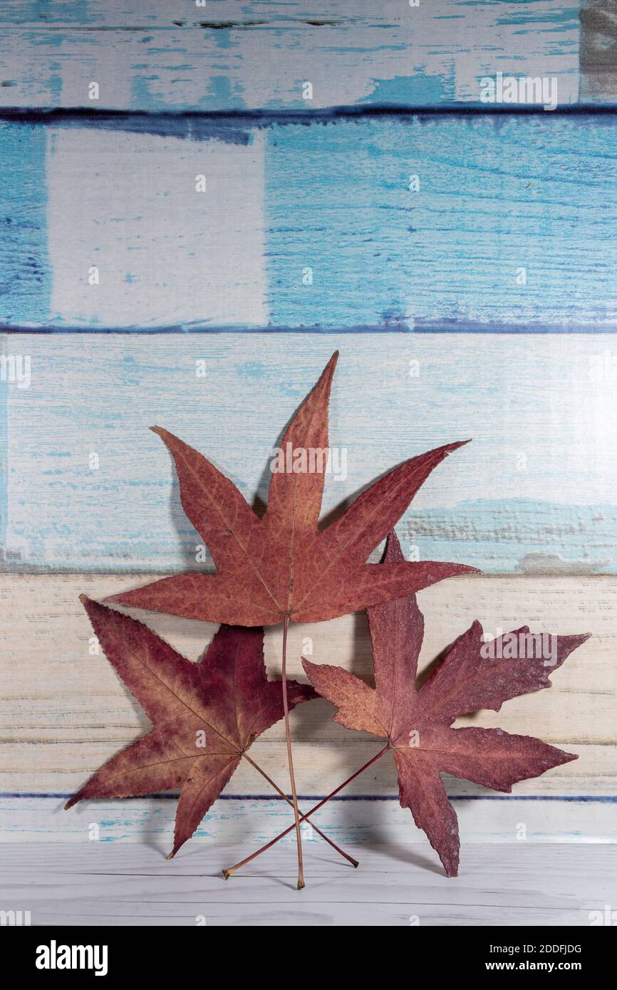 dry leaves over a table Stock Photo - Alamy