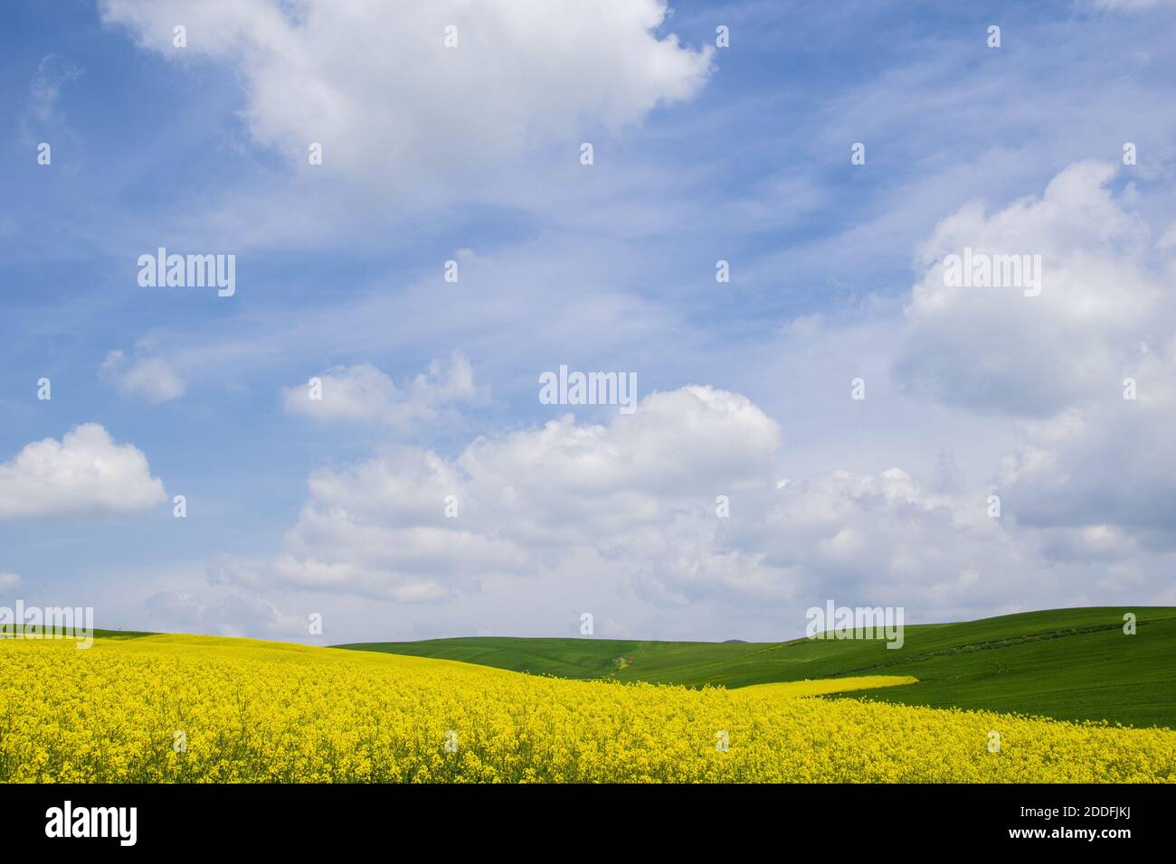 A vast yellow field with canola flowers and a blue sky over it Stock ...