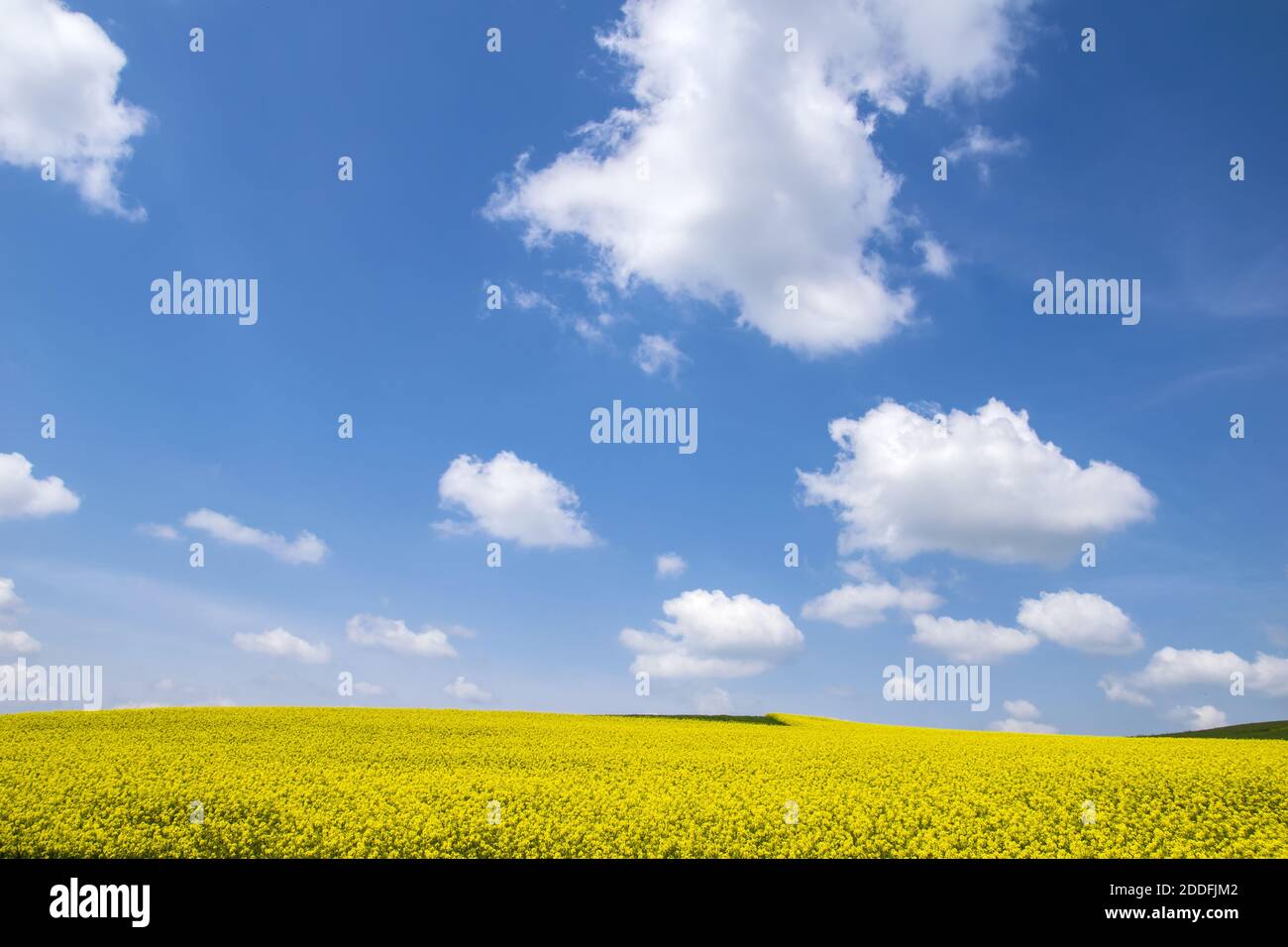 A vast yellow field with wildflowers and a blue sky over it Stock Photo ...