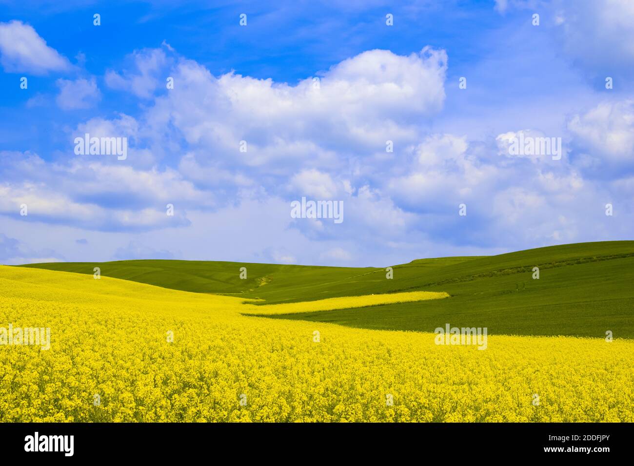 A vast yellow field with wildflowers and a blue sky over it Stock Photo ...