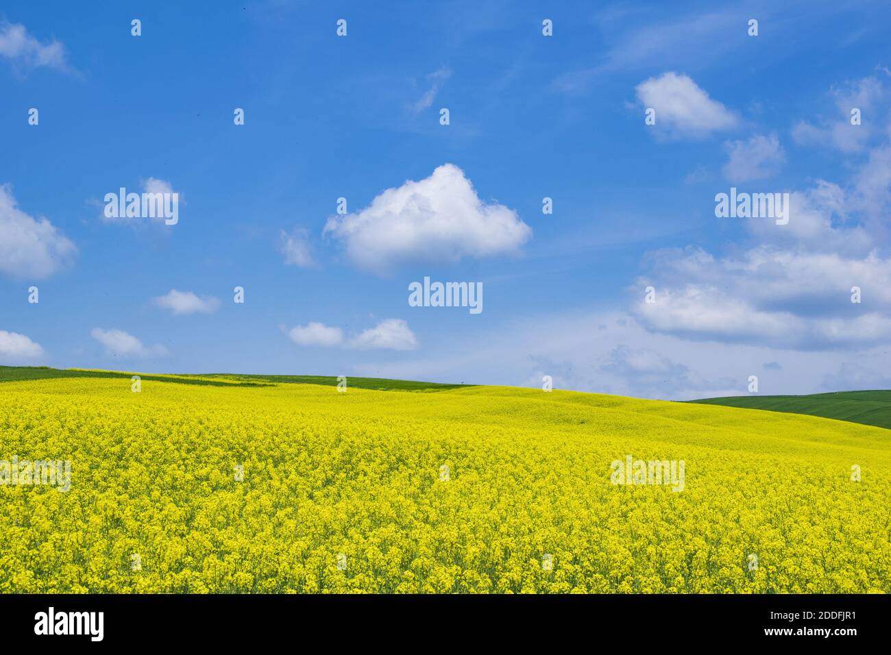 A vast yellow field with wildflowers and a blue sky over it Stock Photo ...