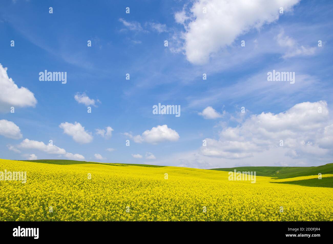 A vast yellow field with wildflowers and a blue sky over it Stock Photo ...