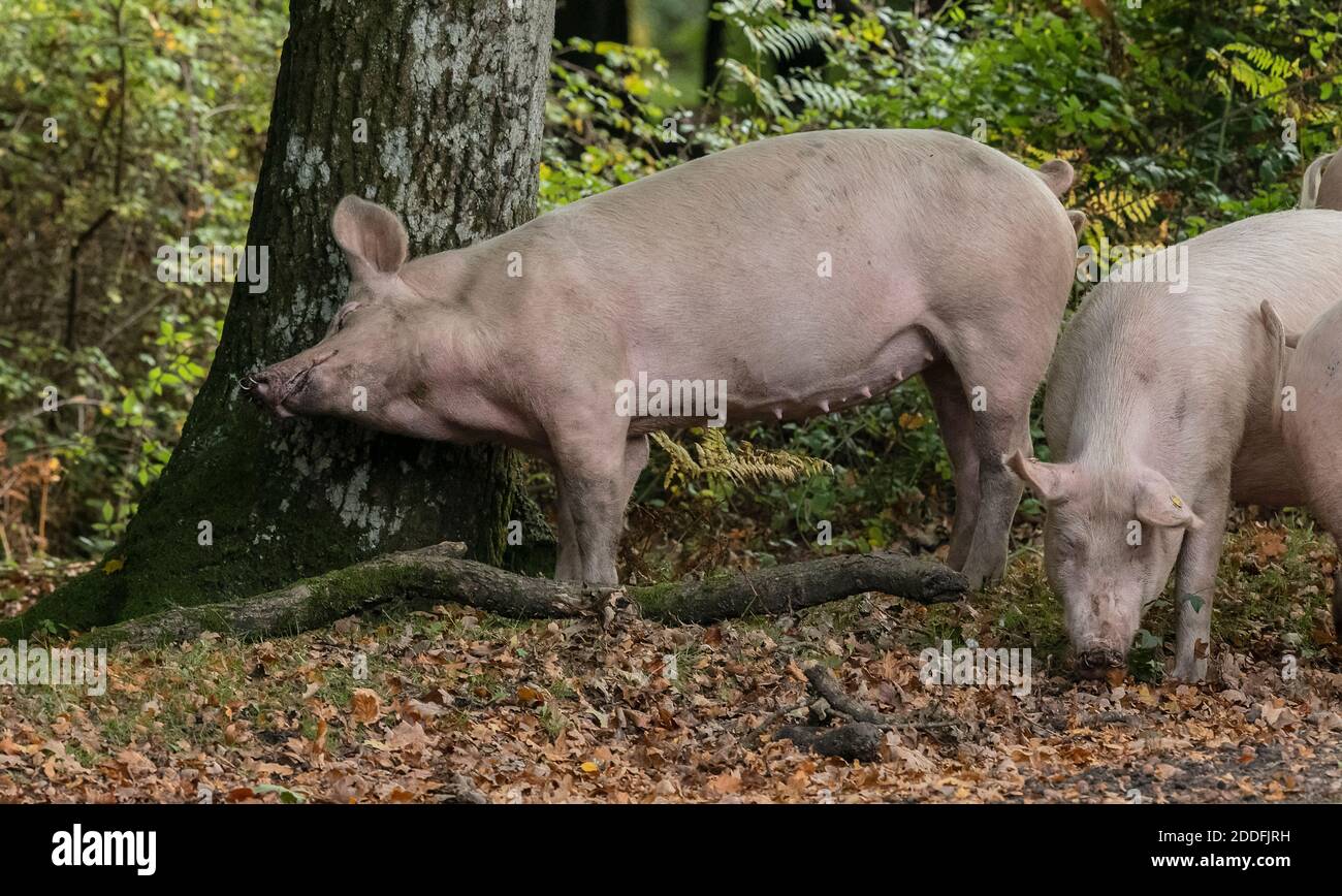 Pannage pigs new forest hi-res stock photography and images - Alamy