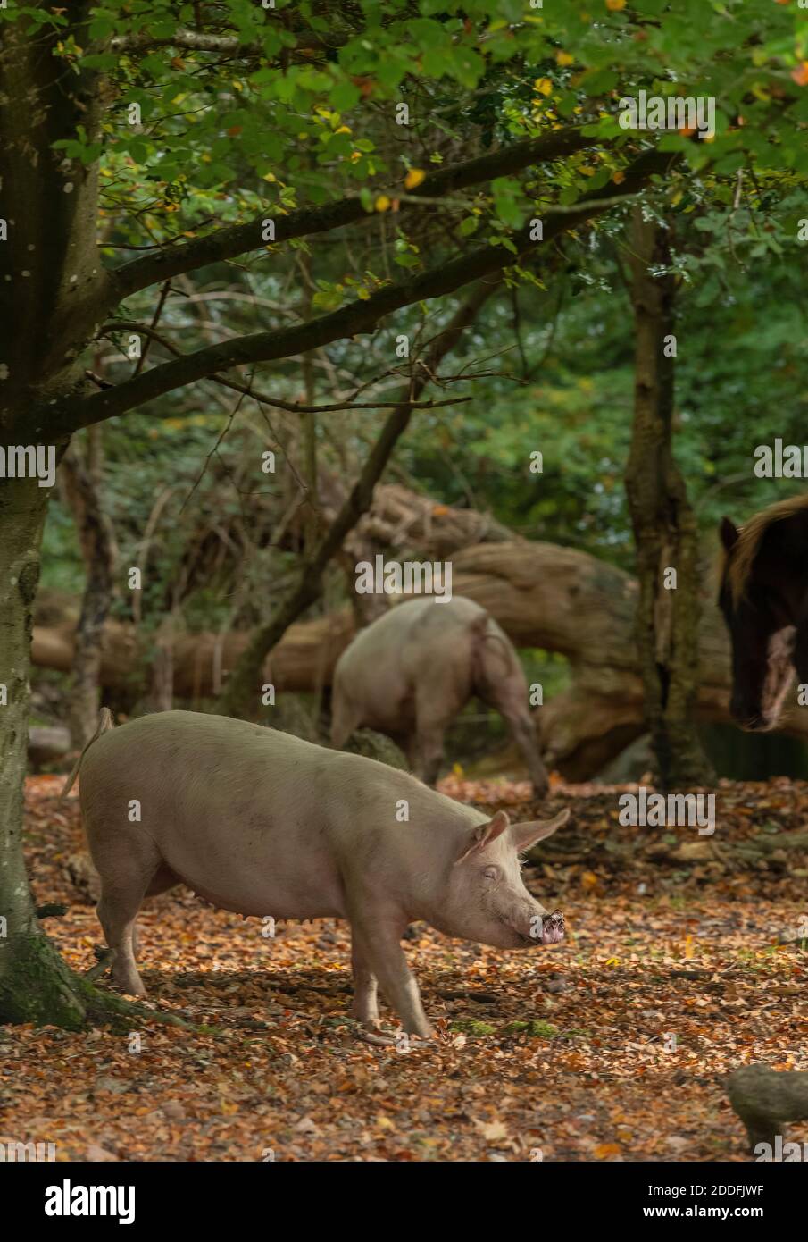 Large white yorkshire pig hi-res stock photography and images - Alamy