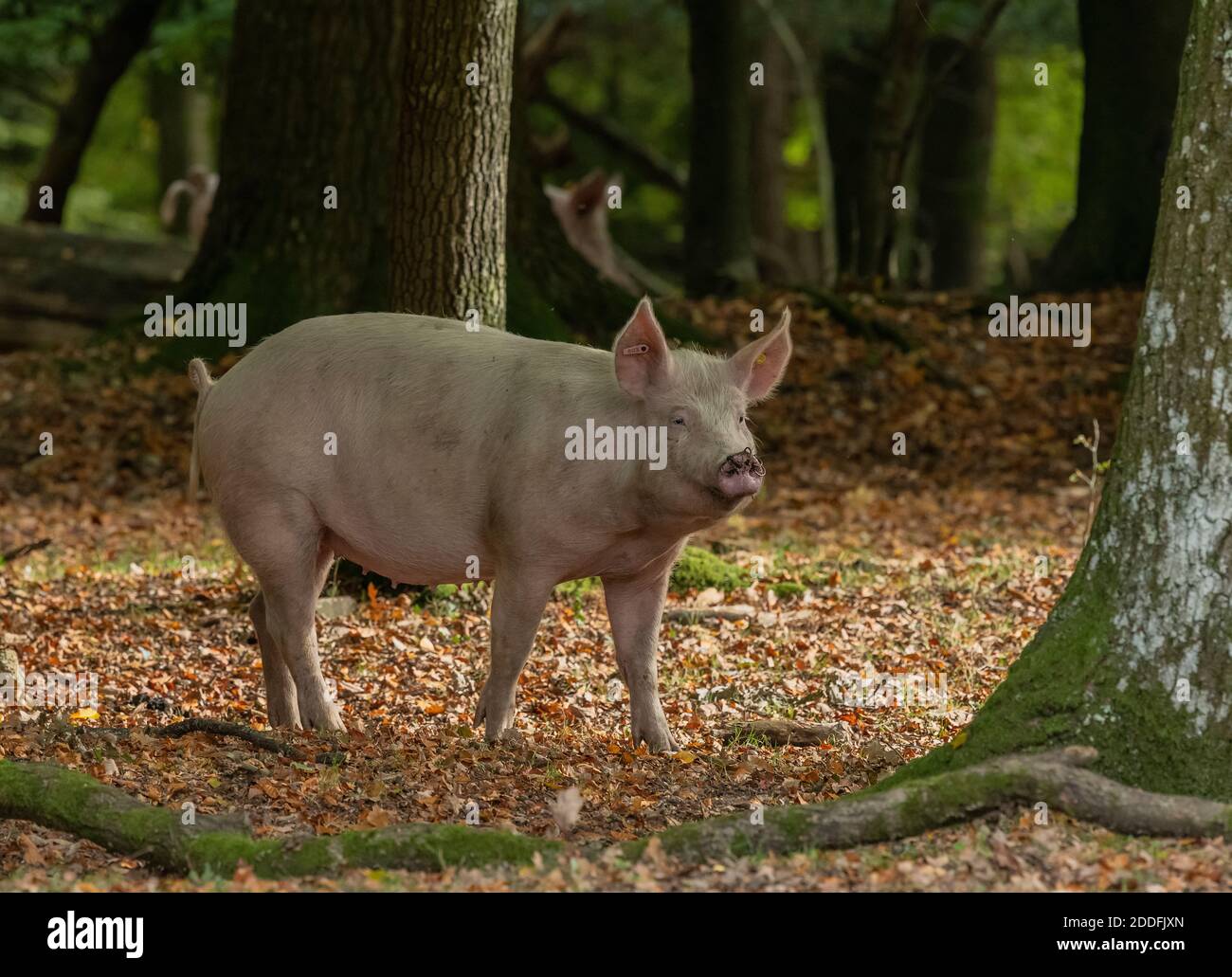 Large White pigs, in Bramshaw Wood, for rights of pannage; New Forest ...