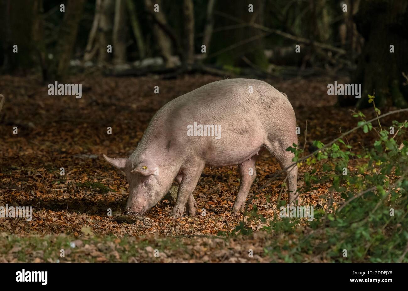 Large white pig hi-res stock photography and images - Alamy