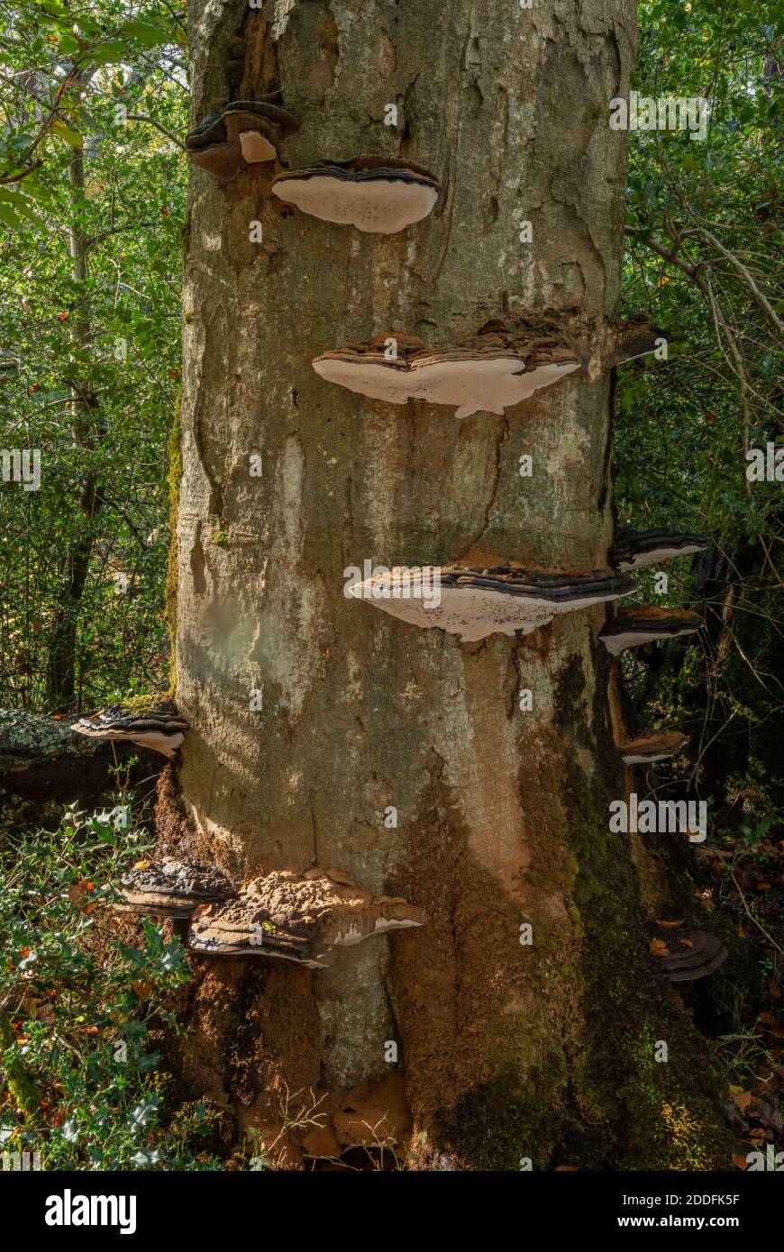 Southern Bracket, Ganoderma australe, growing on old beech tree, New ...
