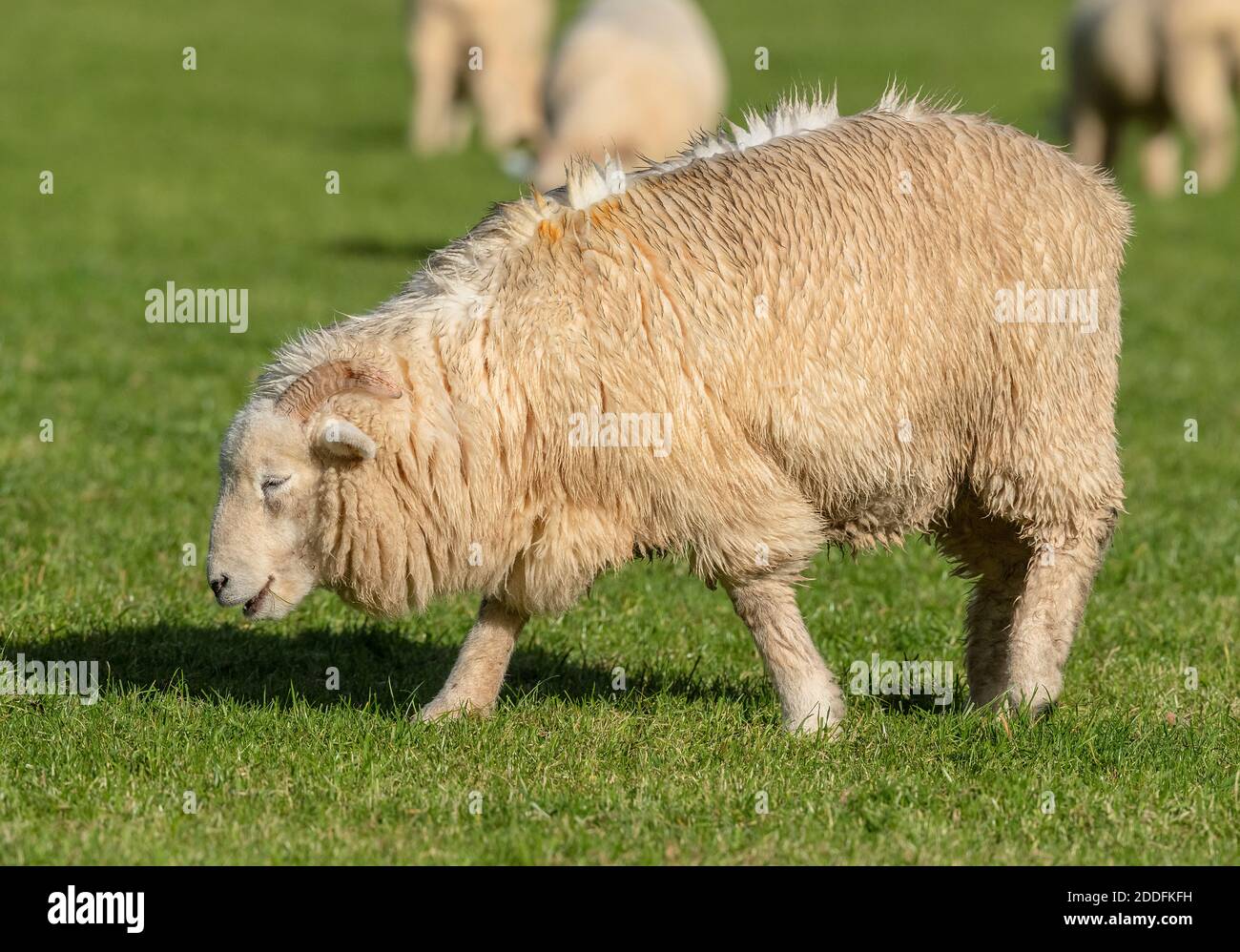 Malmsmead exmoor hi-res stock photography and images - Alamy