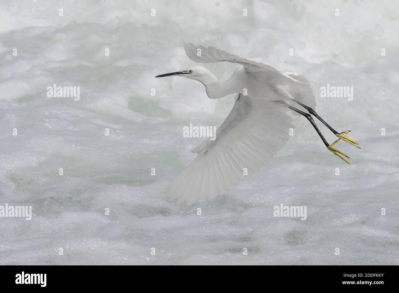 Wonderful portrait of Little Egret on the river (Egretta garzetta Stock ...