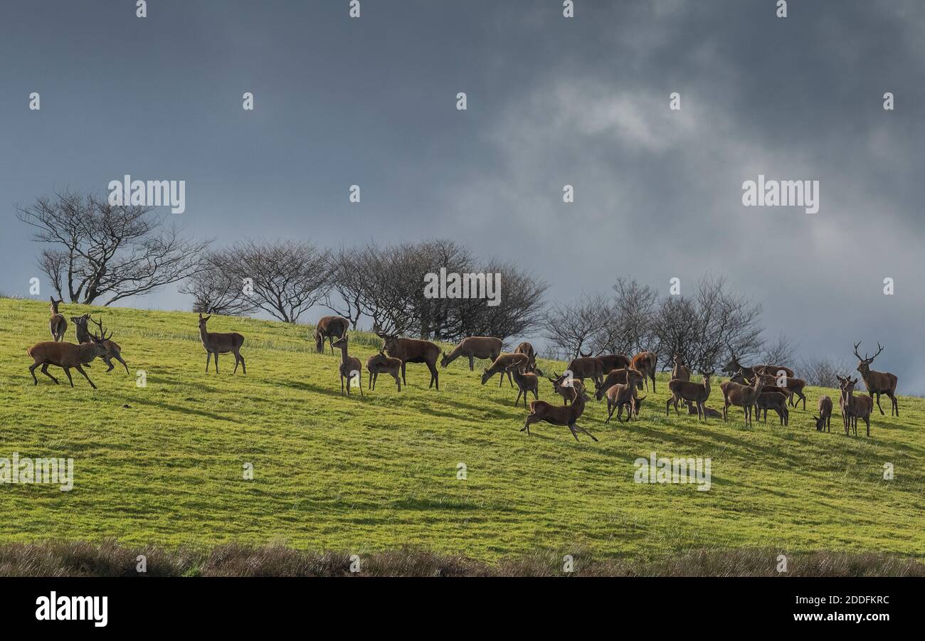 Herd of Red Deer, Cervus elaphus, at rutting time, in field at Lucott ...