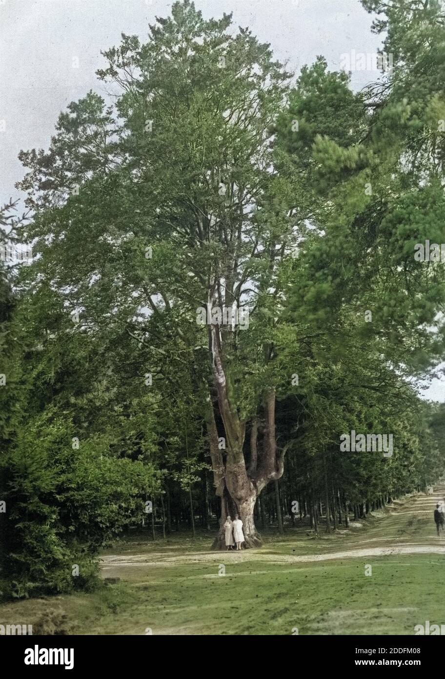 Großer alter Baum im Königsfrost bei Köln, Deutschland 1920er Jahre ...