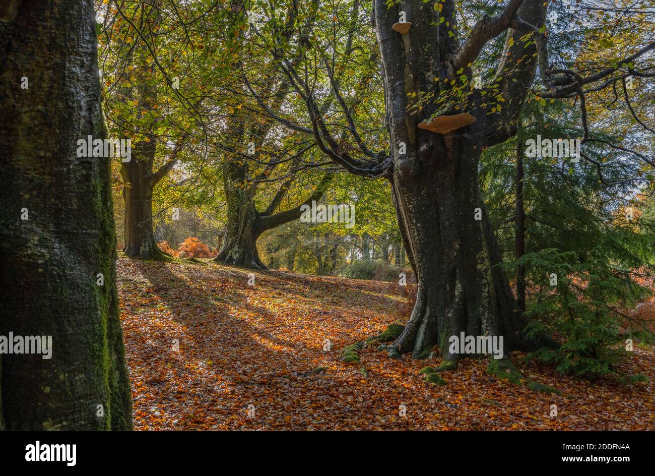 Pollarded Beech Tree High Resolution Stock Photography and Images - Alamy