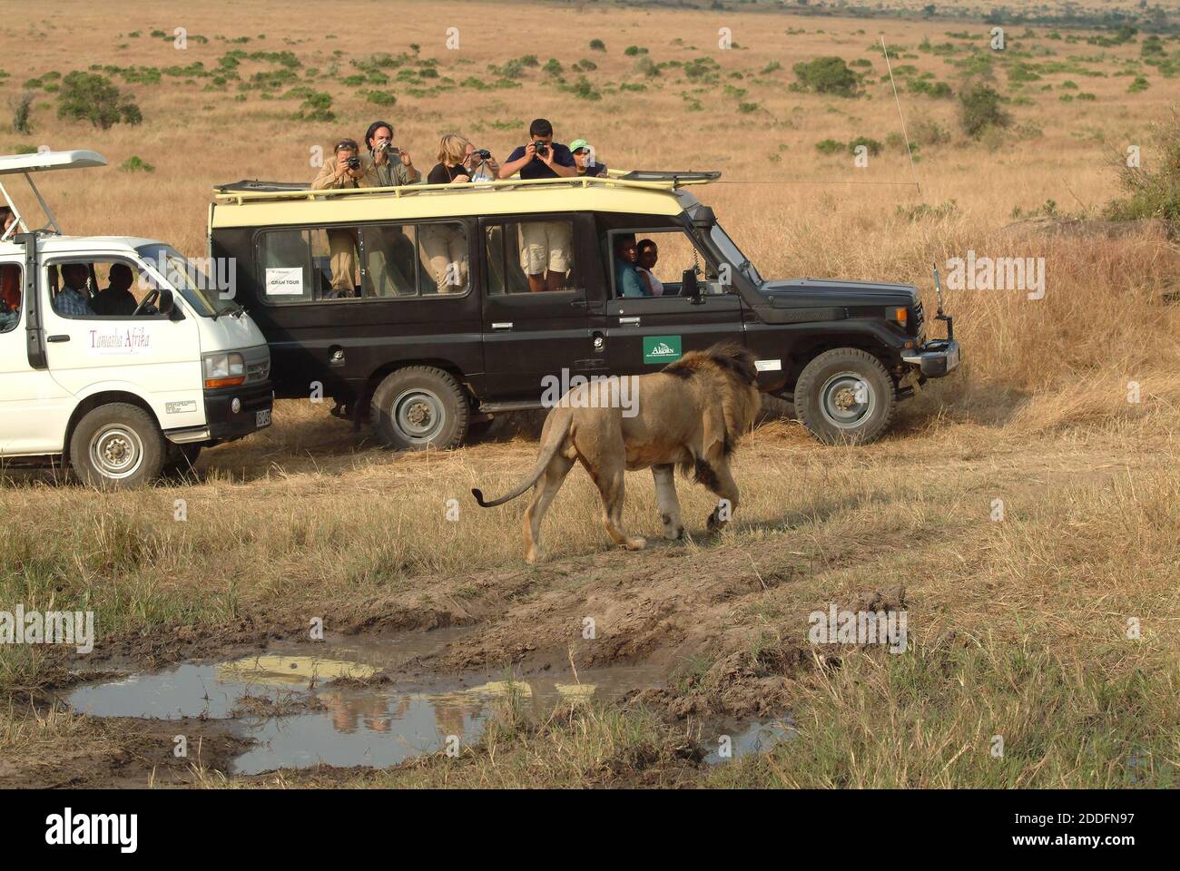Masai Mara, Kenya - August 21, 2010 : Tourists in a safari minibus ...