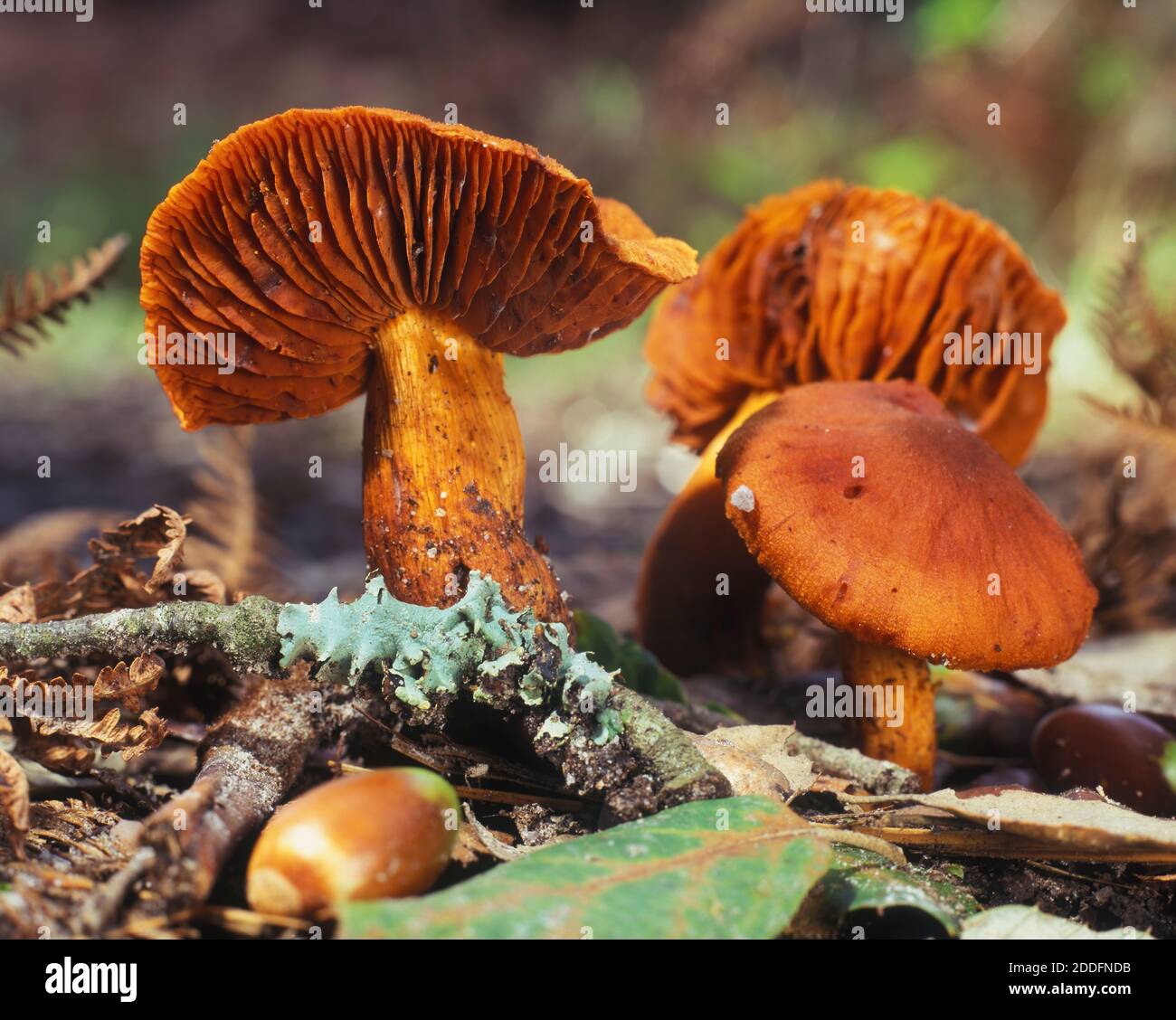 Mycorrhizal Fungi High Resolution Stock Photography and Images - Alamy