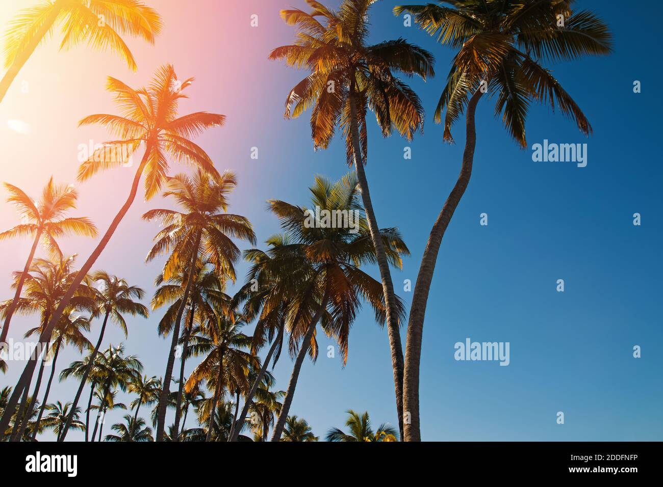 Palm trees backlit by warm sunset sunlight Stock Photo - Alamy