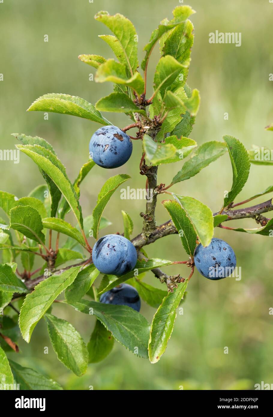 Sloe tree hi-res stock photography and images - Alamy