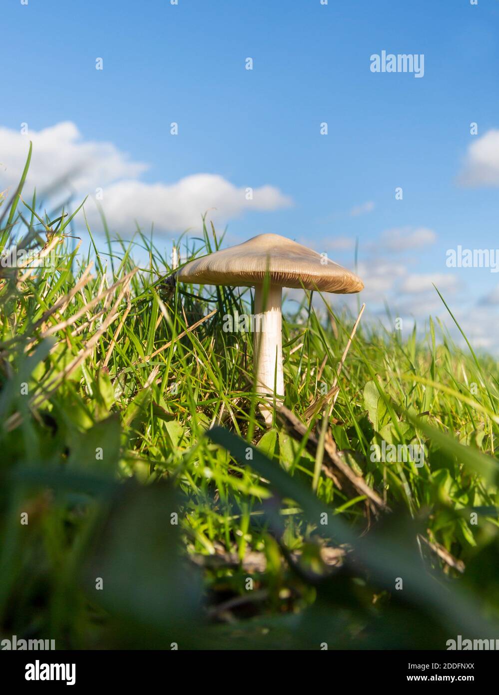 Agaricus campestris field mushroom uk hi-res stock photography and ...