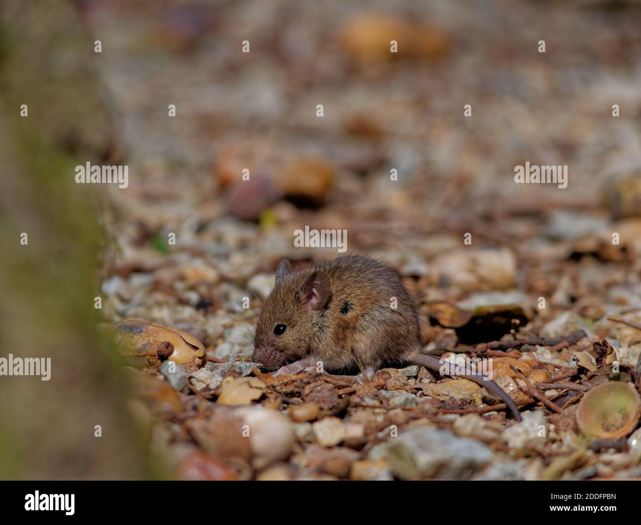 A closeup shot of a small mouse on the ground Stock Photo - Alamy