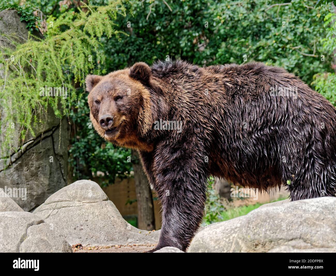 Horizontal shot big bear hi-res stock photography and images - Alamy