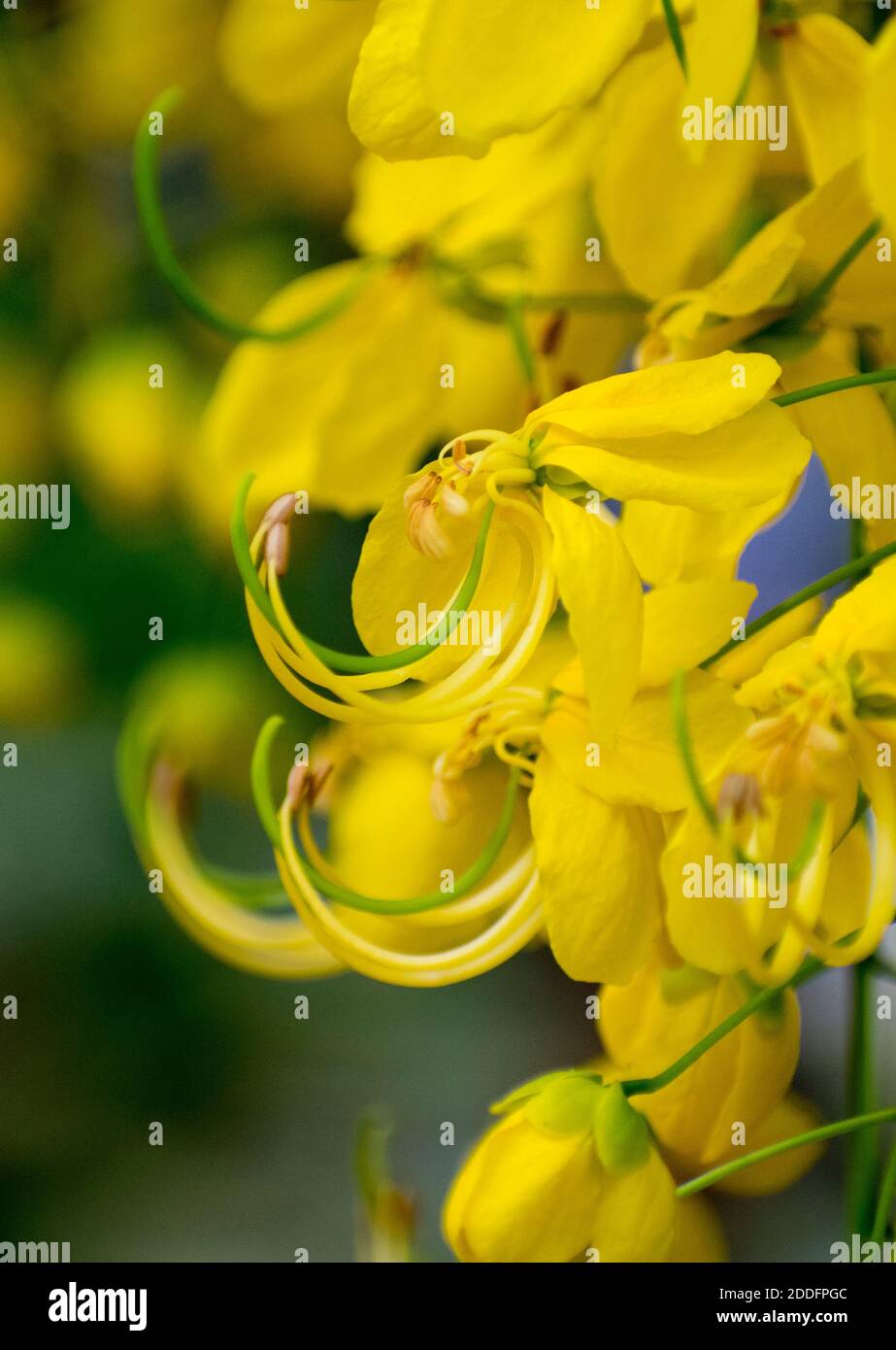 Vishu flower hi-res stock photography and images - Alamy