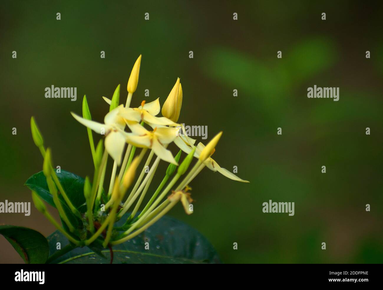 Lxora hi-res stock photography and images - Alamy