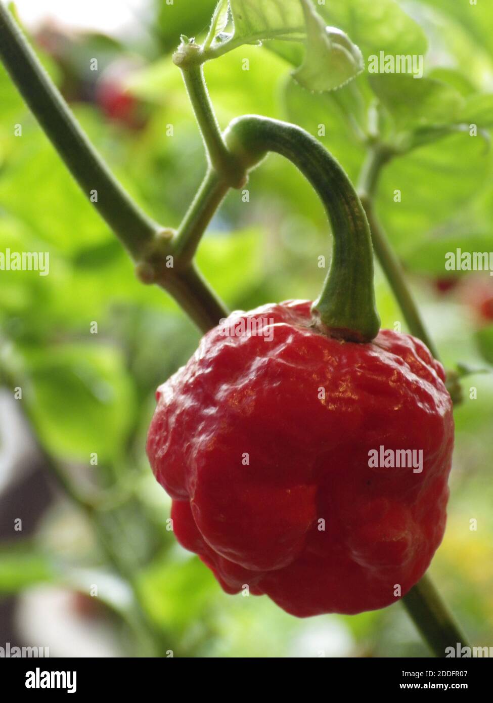 A closeup shot of Trinidad Moruga Scorpion-One of the hottest peppers ...