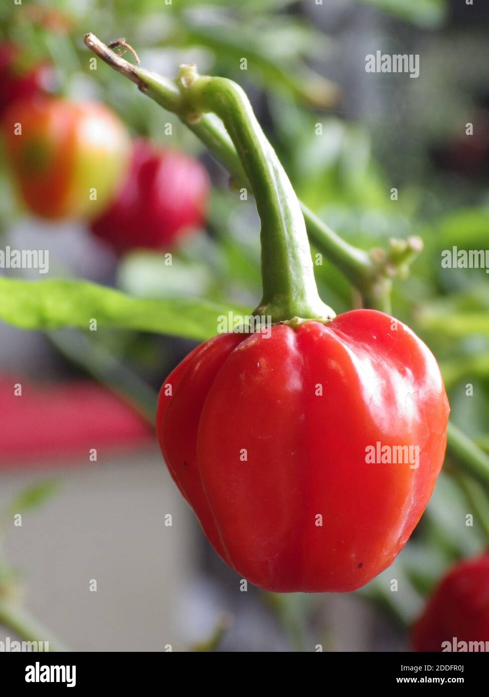 Trinidad moruga scorpion peppers hi-res stock photography and images ...