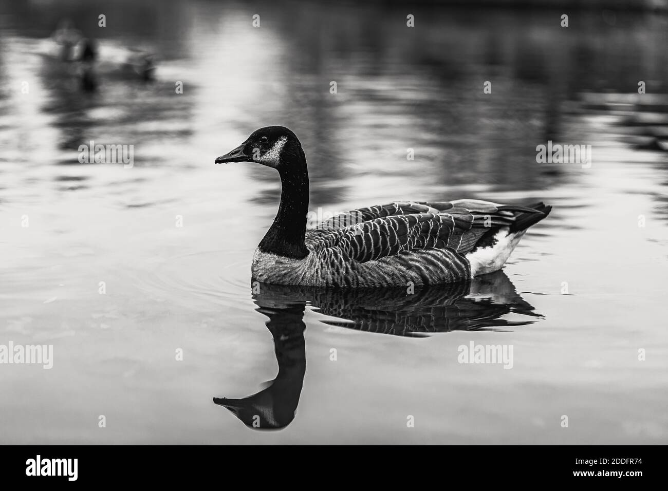 A grayscale shot of brown goose on a water surface Stock Photo - Alamy