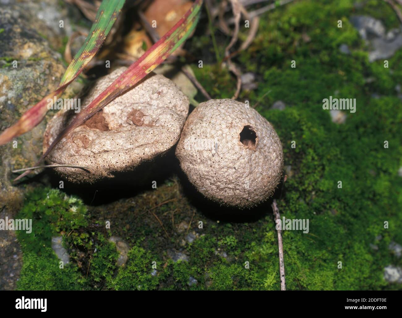 Devils Snuff Box High Resolution Stock Photography and Images - Alamy