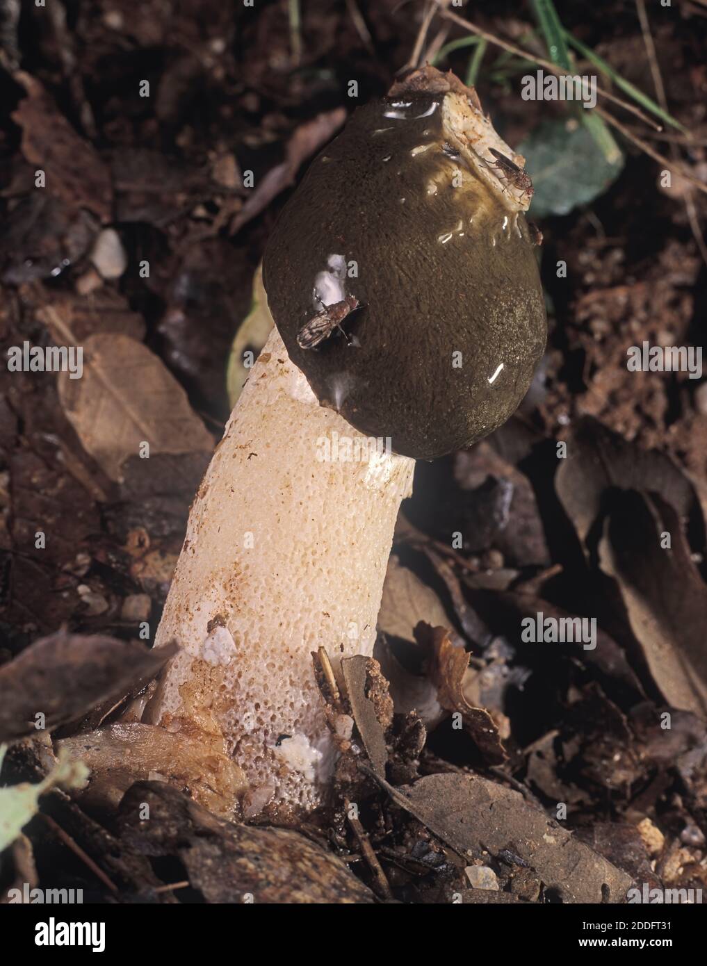 Common Stinkhorn High Resolution Stock Photography and Images - Alamy