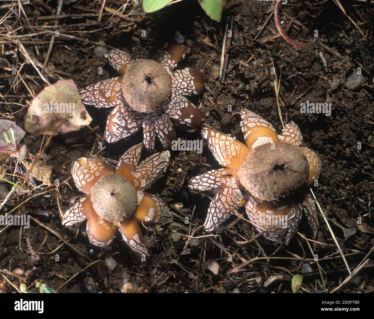 Spore Dust High Resolution Stock Photography and Images - Alamy