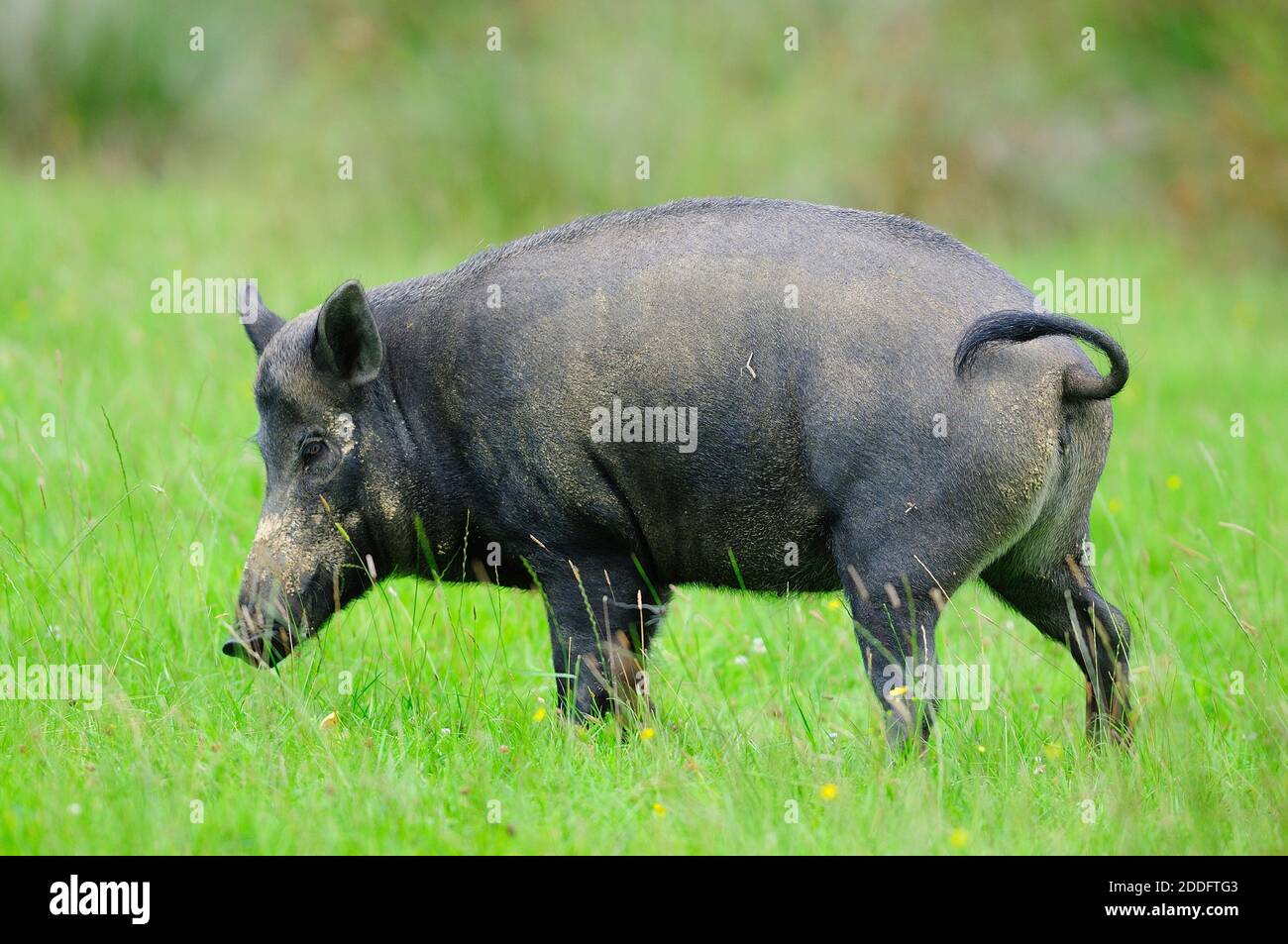 Female wild boar in field. Devon UK July Stock Photo - Alamy