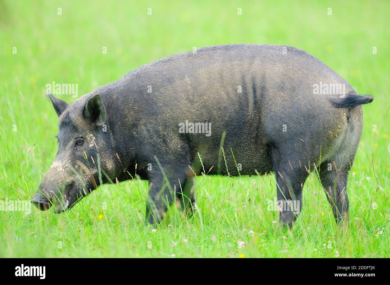 Female wild boar in field. Devon UK July Stock Photo - Alamy